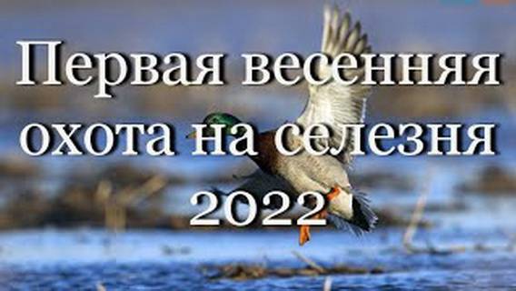Первая весенняя охота на селезня 2022 #мой_мир_поморье
