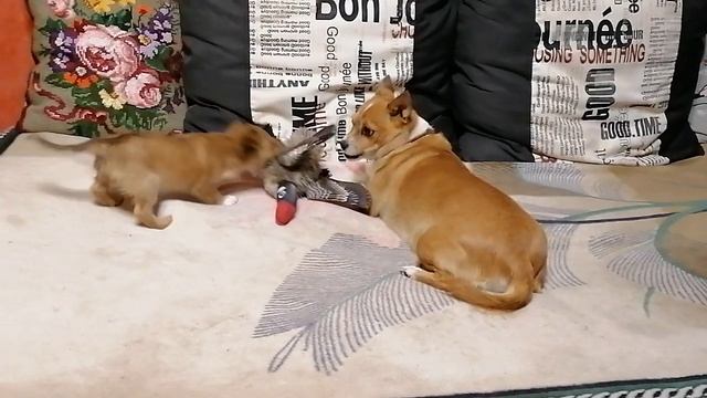 "Попробуй, отними!" Мама тренирует щенка