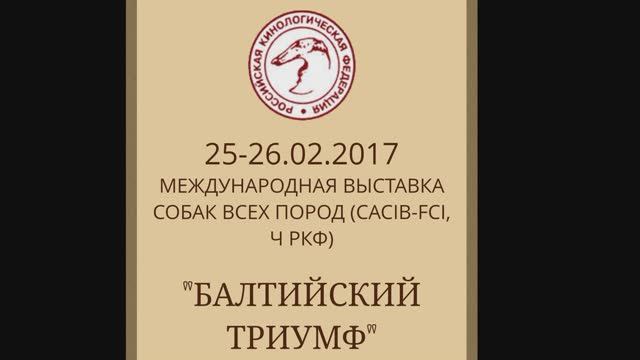Ирландские терьеры : Выставка собак " Балтийский триумф 2017"