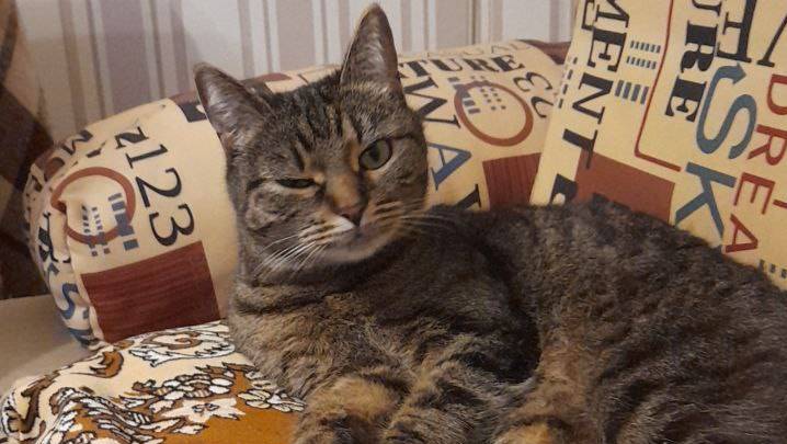 Соня, Штора попытки добраться на вершину шкафа