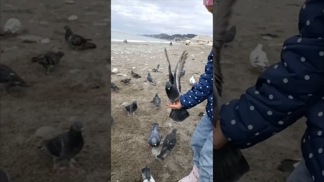 Подкормка голубей зимой