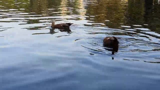 Парк Горького - Центральный парк культуры и отдыха. Прогулки по Москве