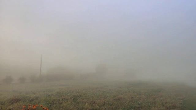 туман, похож на обман...дикий туман