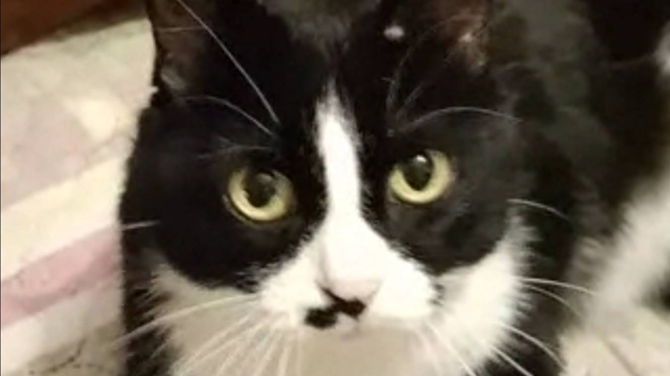 Прогулка с котей