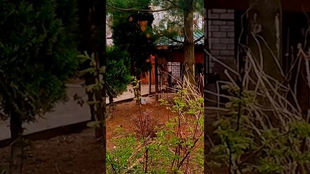 Алабай-скалолаз. Побег.