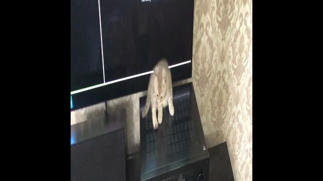 настройщик