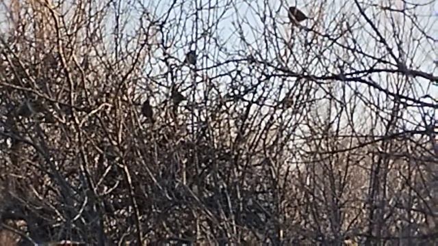 Воробьи галдят в терновом кусте.