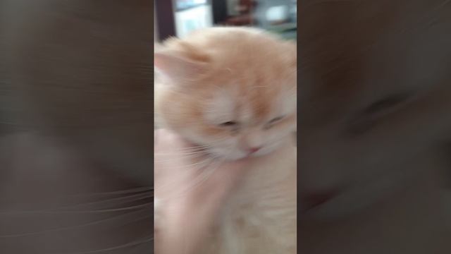 борзий котиии