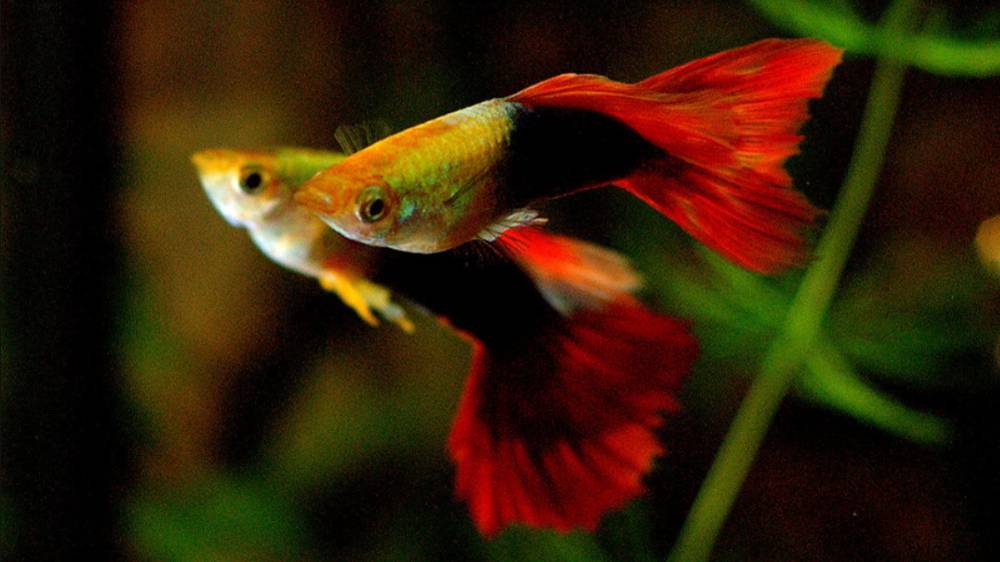 Аквариум для начинающих Гуппи Рыбка Часть 3