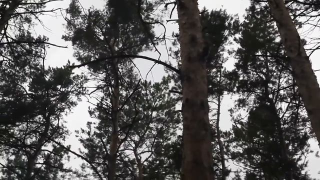 Утро в Прииртышье | Гуляем и ищем белочек | База отдыха Прииртышье