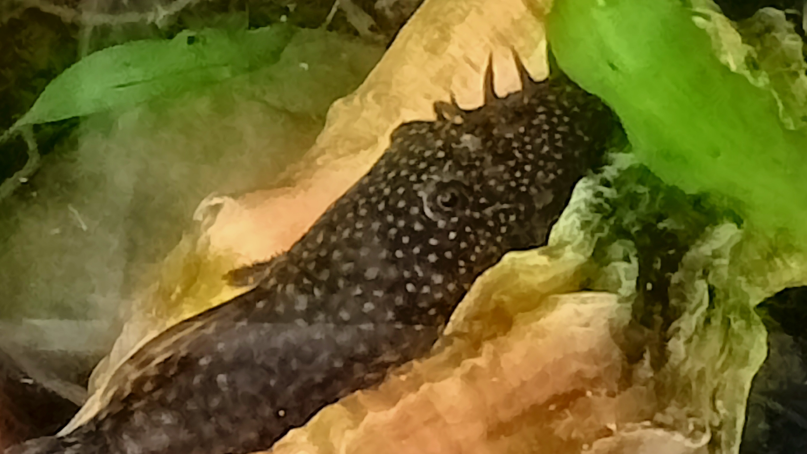 Как вырастить банану