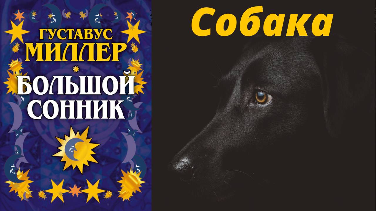 К чему снится собака? Сонник толкование снов (Сонник Миллера)