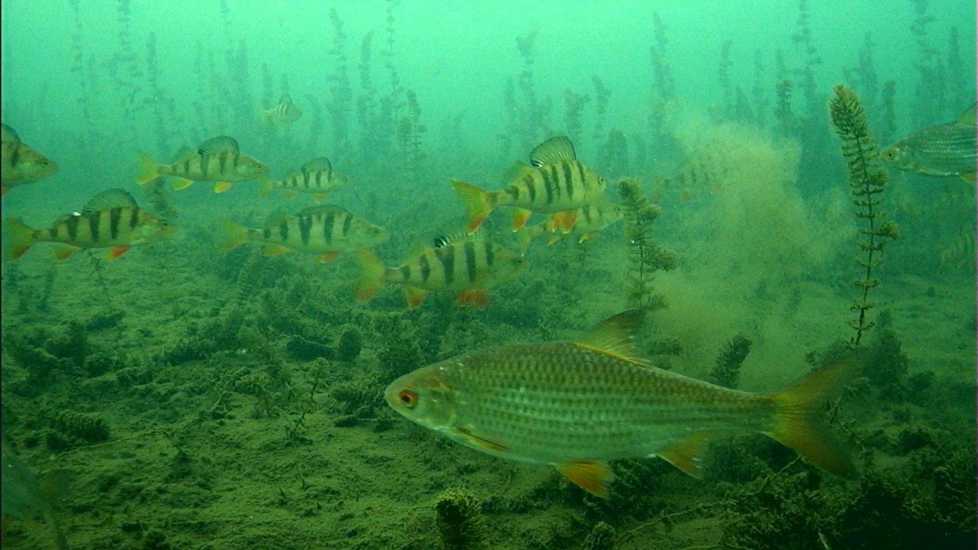 Рыбалка на утренней заре. Подводные кадры.
