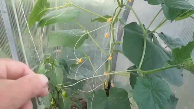 Формирование огурца в теплице