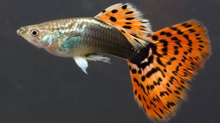 Аквариум для начинающих Гуппи Рыбка Часть 2