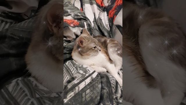 😻😻😻💖💕❤️💘🐈