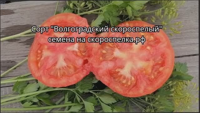 Старый, популярный сорт томата "Волгоградский скороспелый" из СССР семена на http://скороспелка.рф/