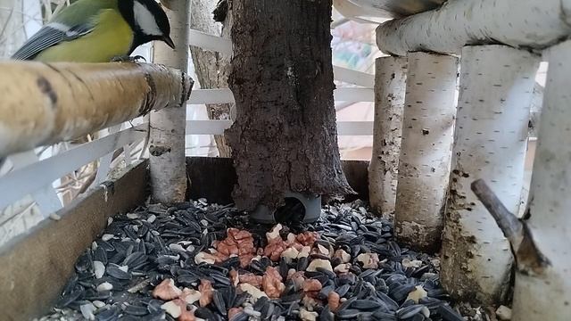 У пернатых завтрак.