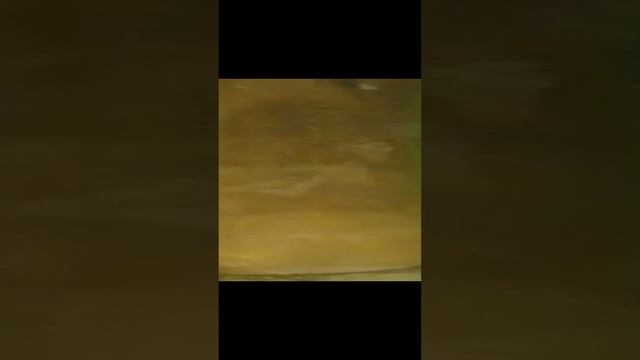 Креветка и ейная икра