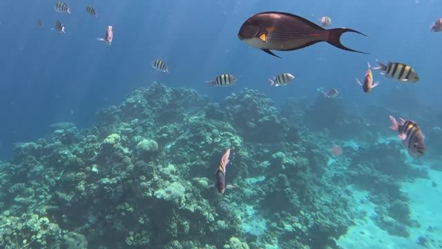 Обзор бухты Шаркс бей ( Shark's Bay) 5 серия. Релакс видео