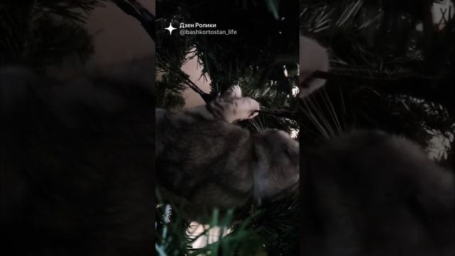 новый год кота