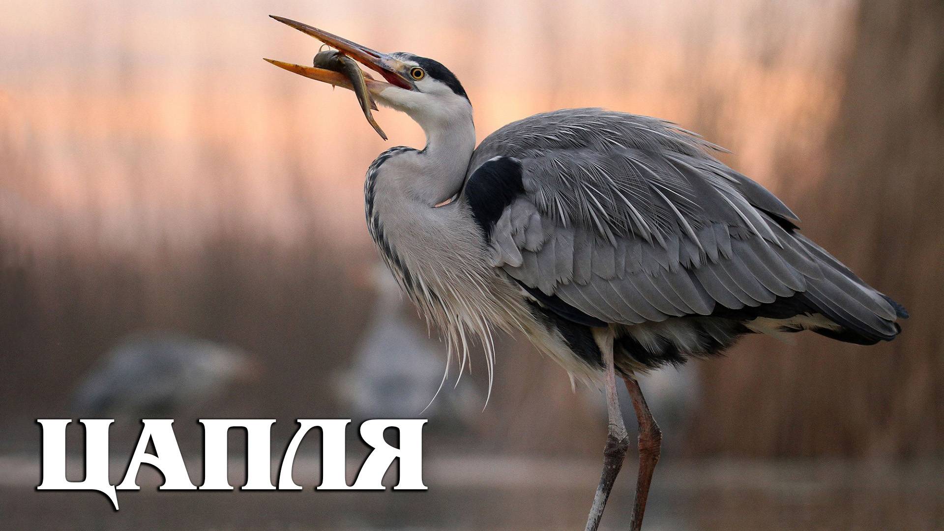 Серая цапля: Болотная хищница | Интересные факты про цаплю