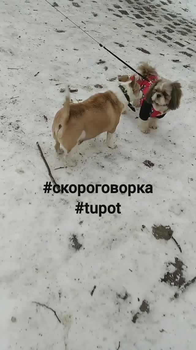 #польский_язык 📚✍️❤️ #Скороговорка_с_переводом_и_произношением🐕_#шорт