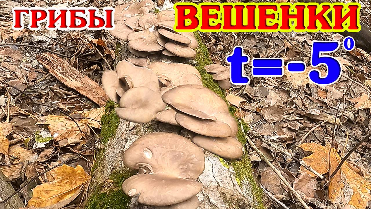 Рядом с домом! 30 килограмм грибов ВЕШЕНКИ за час! Мороз! Температура -5!