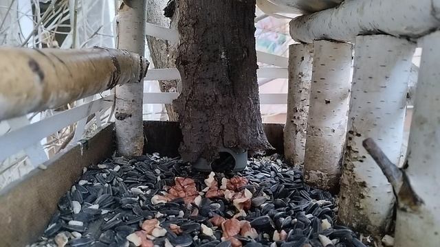 Покормим синичек и воробьев вкусным обедом.