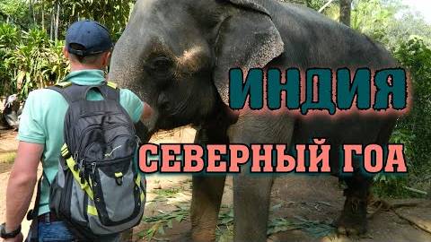ИНДИЯ, СЕВЕРНЫЙ ГОА, ВОСПОМИНАНИЕ
