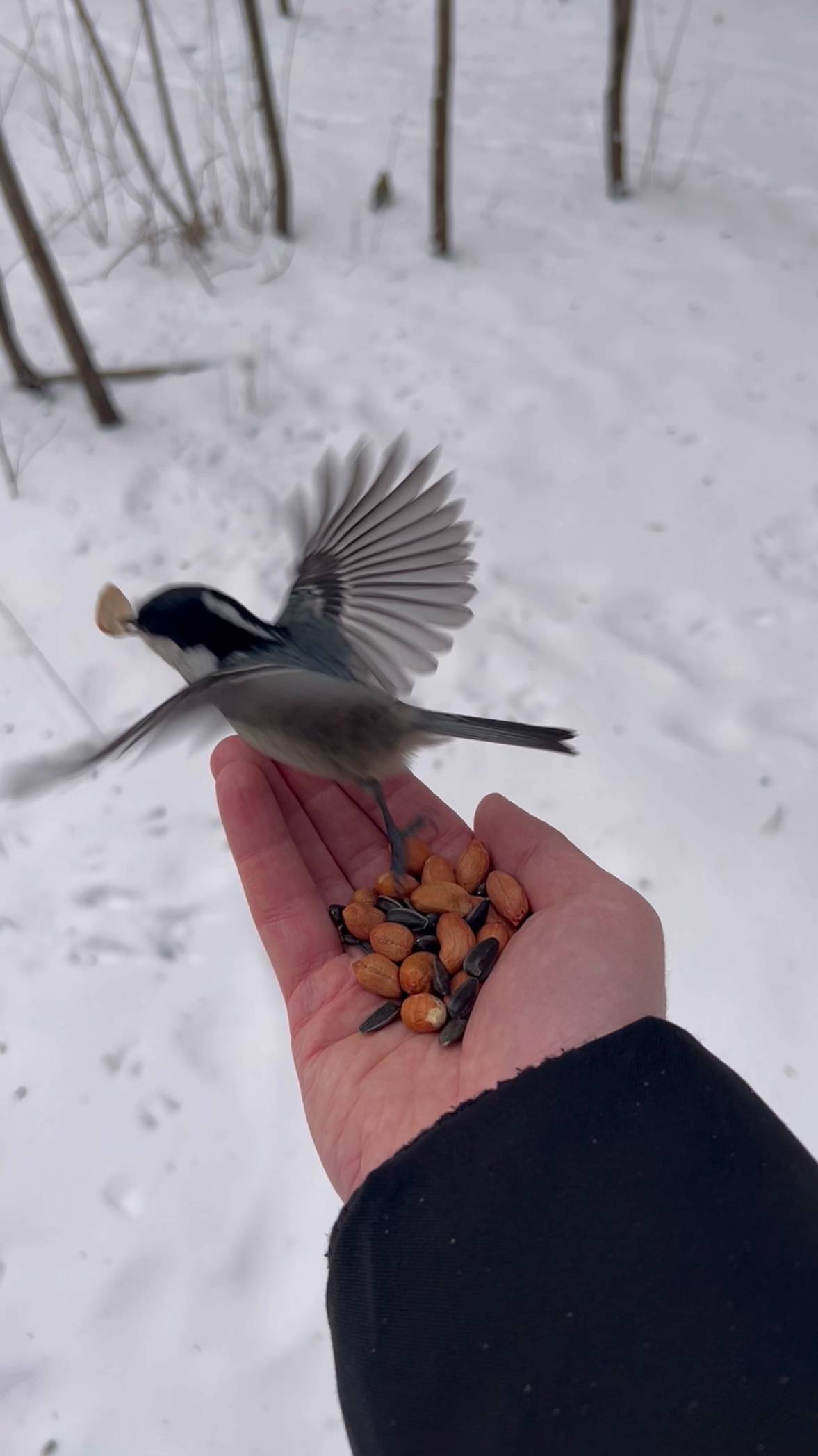 Кормим синичку московку с руки 😍

#asmr #асмр #птицы #природа #зима #лес #синица #синицы #московка