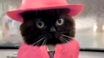 скибити данные 24