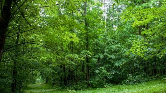 Про Федота-стрельца_ баба-Яга и ковер. Леонид Филатов.