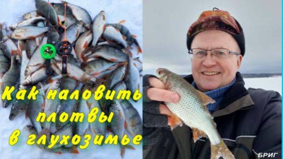 Как наловить плотвы в глухозимье