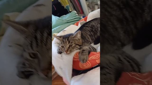 Сонная киска