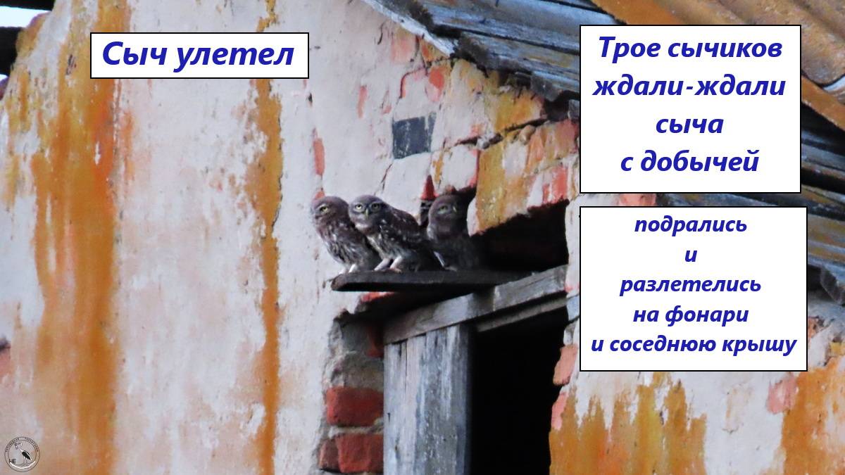 Трое голодных злых сычиков не дождались сыча. Пощипали друг друга и стали разлетаться. 09.07.25