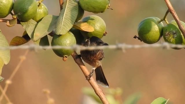 Сказка о глупости. Маршак Самуил.