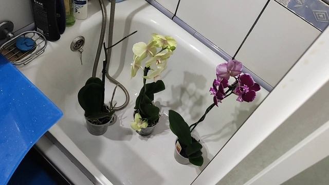 Орхидеи обрабатываю после магазина.