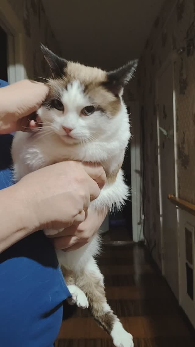 Кот Кика вырывается ©20241207