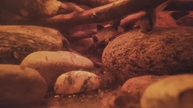 🐳⋆🐬˚˖𓍢ִ໋ 🐋✧˚.🐟⋆🌿 #аквариум_релакс_звуки_дельфинов и китов в океане 🐠 4