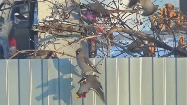 Стайка свиристели. январь 2025г