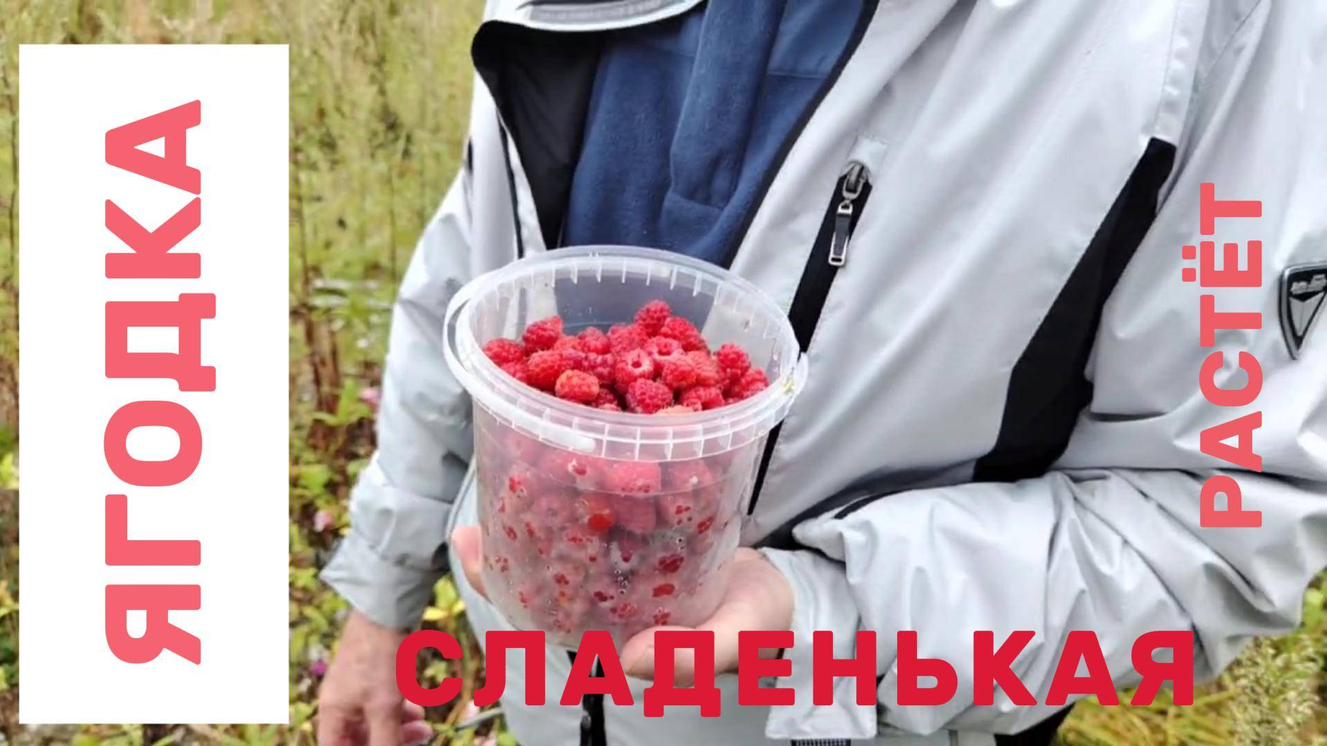 Малинка сладенькая прям в городе растёт. Сургут, между прочим.