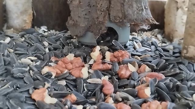 Сегодня в меню Семена подсолнечника и грецкий орех.Приятного аппетита.