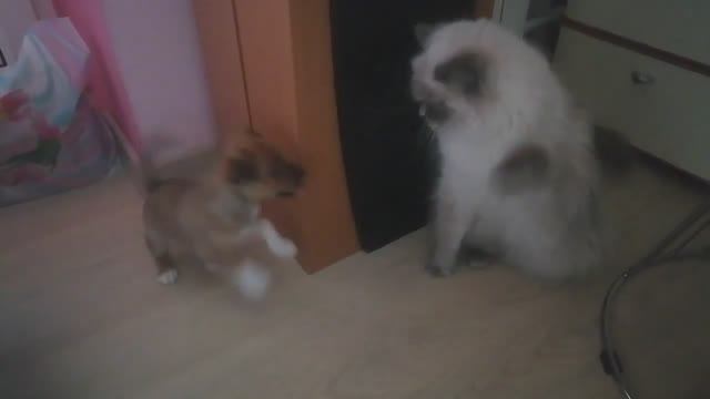 Щенок против кошки )