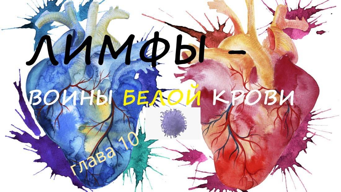 Лимфы. Воины белой крови. Глава 10. Сердечные передряги.