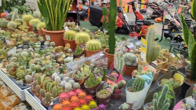 08.12.24.Орхидеи в предновогоднем ОБИ Мега Парнас..