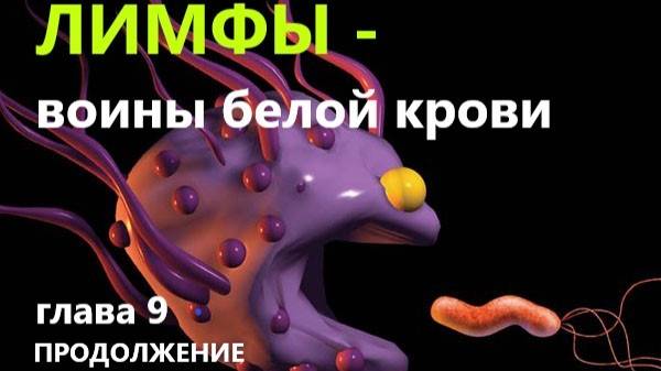 Лимфы. Воины белой крови. Глава 9 (продолжение). Дурдом в легких и альвеолярный макрофаг.