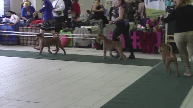 Ирландские терьеры : Выставка собак "Белые ночи 2 -2016" Санкт - Петербург