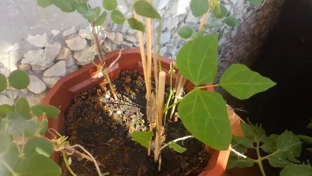 Горох дома на балконе. Как вырастить горох дома. От канала Мы из Краснодара