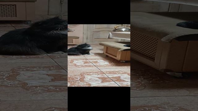 тишка и семка.